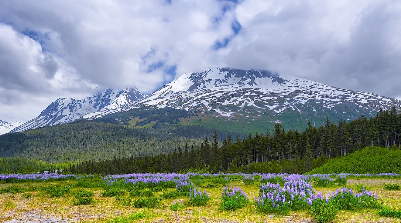 7 Largest National Forests in the United States - All About America