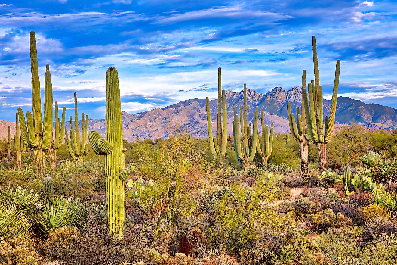 Sonoran Desert - All About America