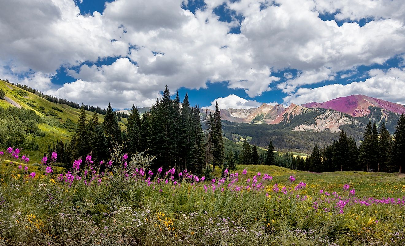 How Many National Forests Are There in The United States? - All About ...