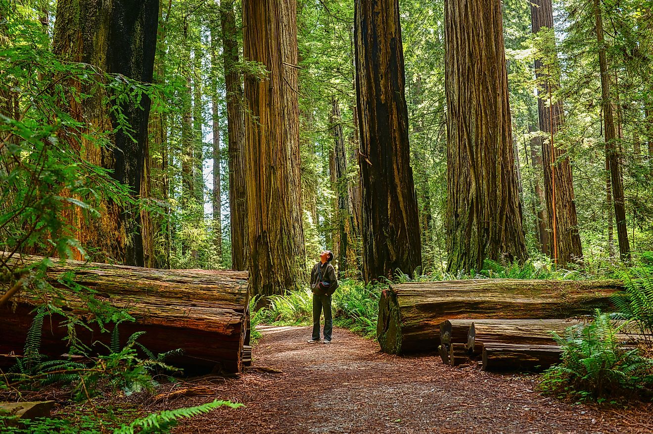 Redwood National Park - All About America